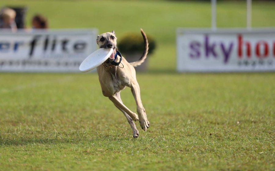 Home Page [skyhoundz.com]